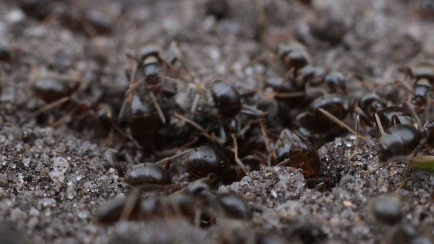 Ants changed the architecture of their nests when exposed to a pathogen ...