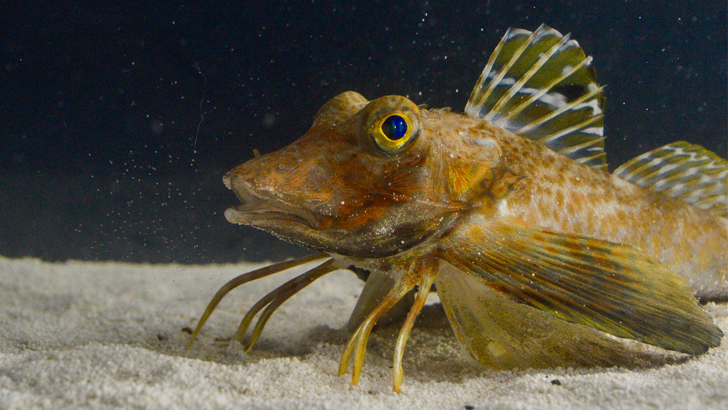 This fish has legs — and it uses them for more than just walking ...