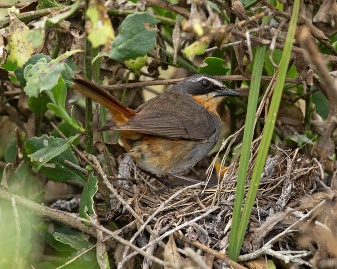 What makes songbirds different in their breeding cycles? – Functional ...