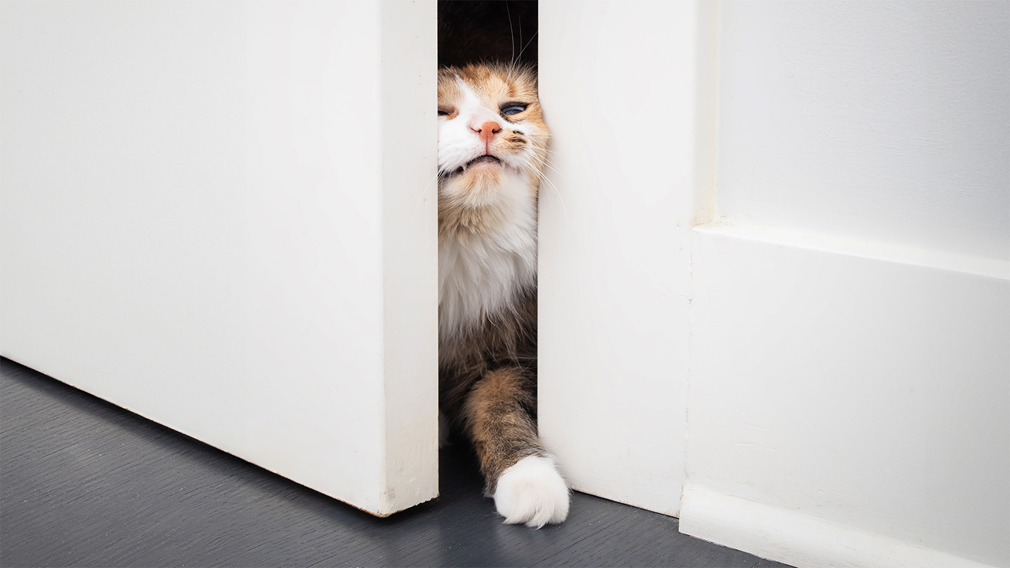 At-home experiments shed light on cats’ liquid behavior - Ideas and ...