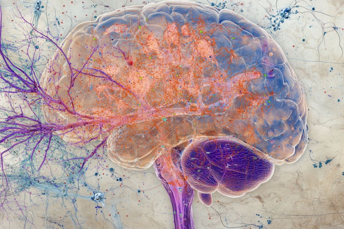 Amygdala Cells Linked to Anxiety - Ideas and Discoveries