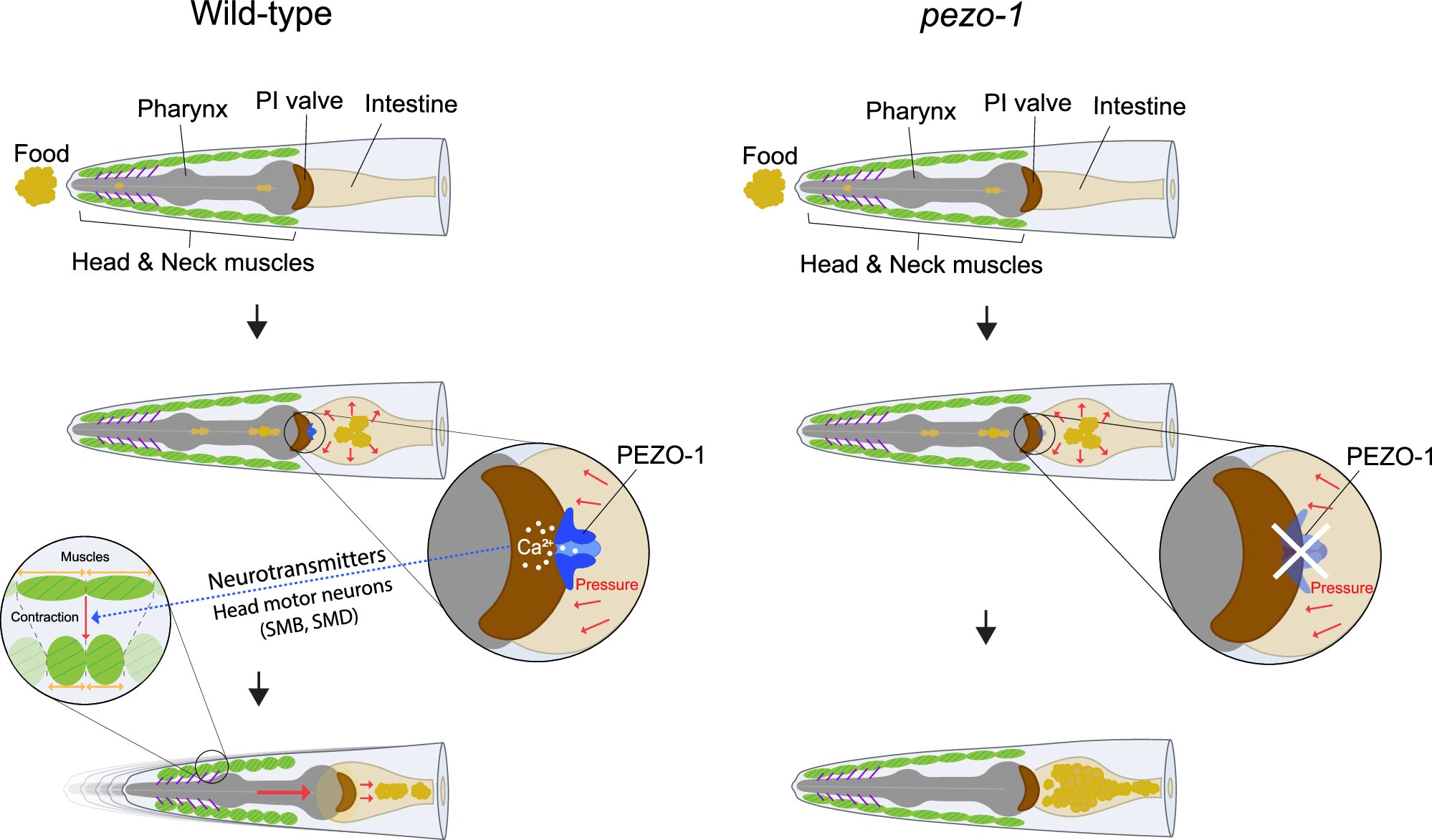C. elegans study reveals hidden mechanism of swallowing - Ideas and Discoveries