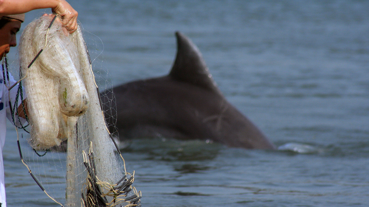 Dolphins and humans team up to catch fish in Brazil - Ideas and Discoveries