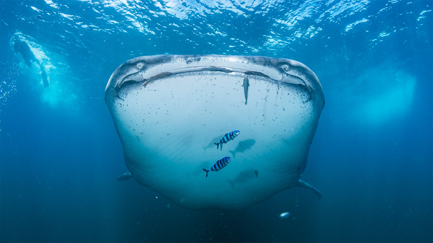 50 years after ‘Jaws,’ sharks face their own terror - Ideas and Discoveries