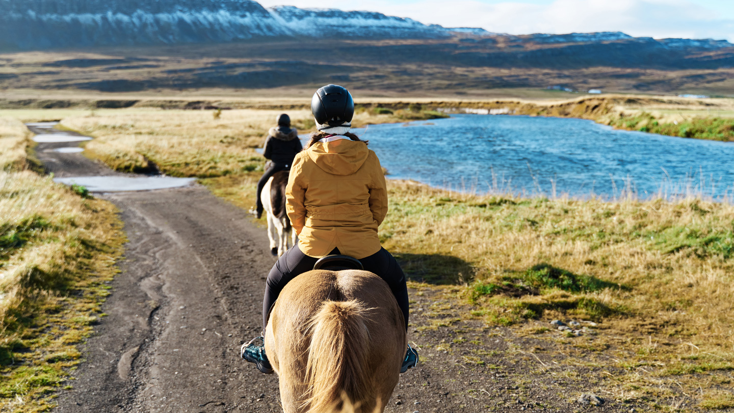 Horses may have become rideable with the help of a genetic mutation ...