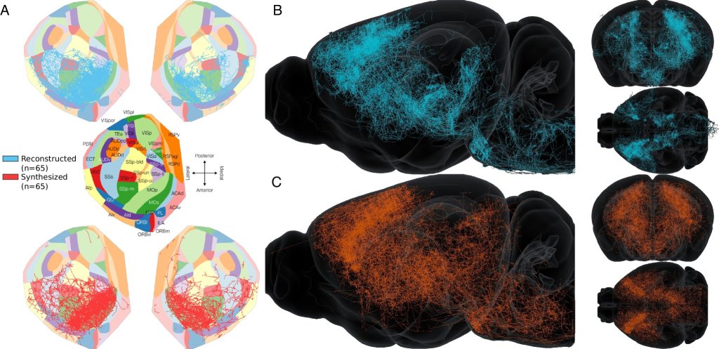 Scientists create realistic brain-wide connection maps through digital ...
