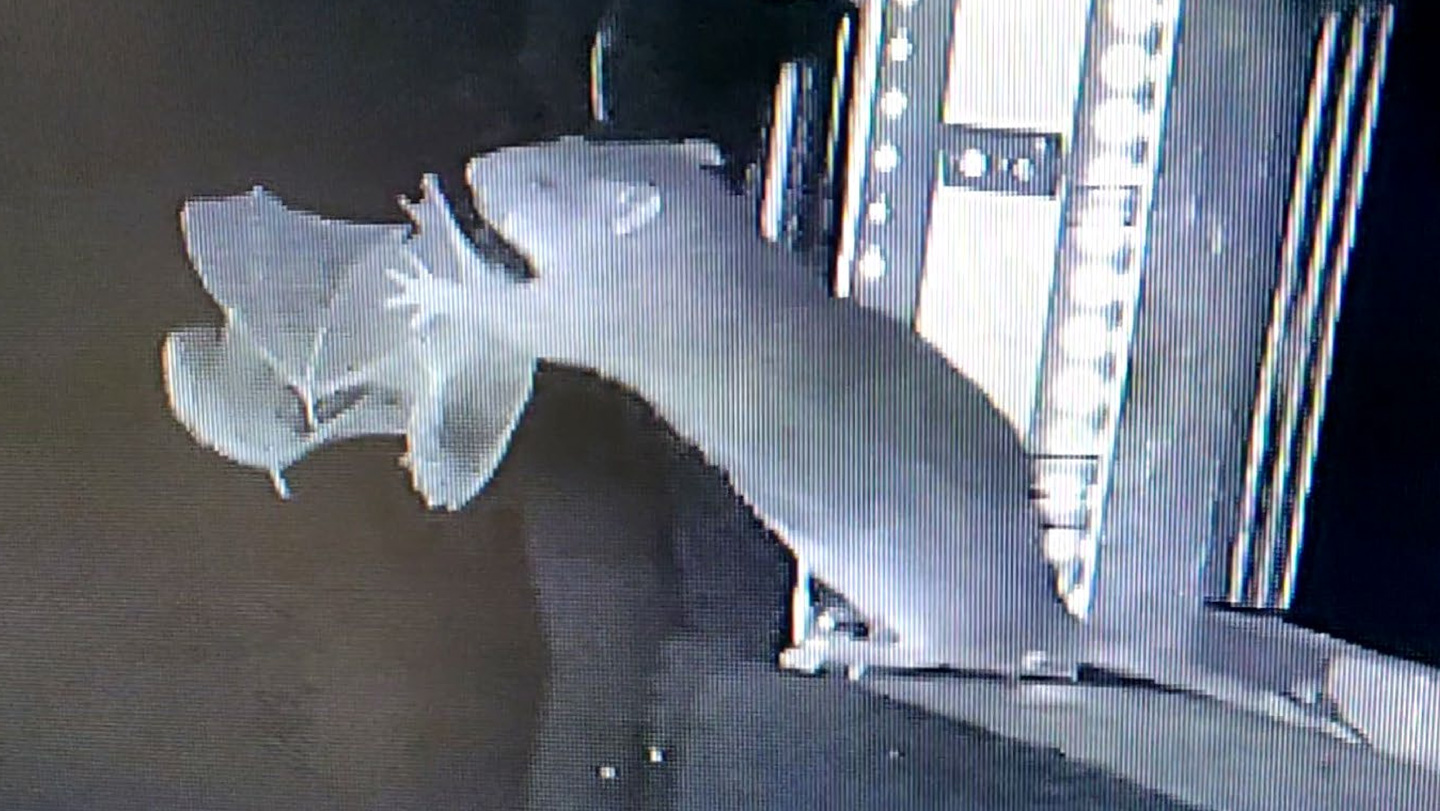 Rats are snatching bats out of the air and eating them - Ideas and ...