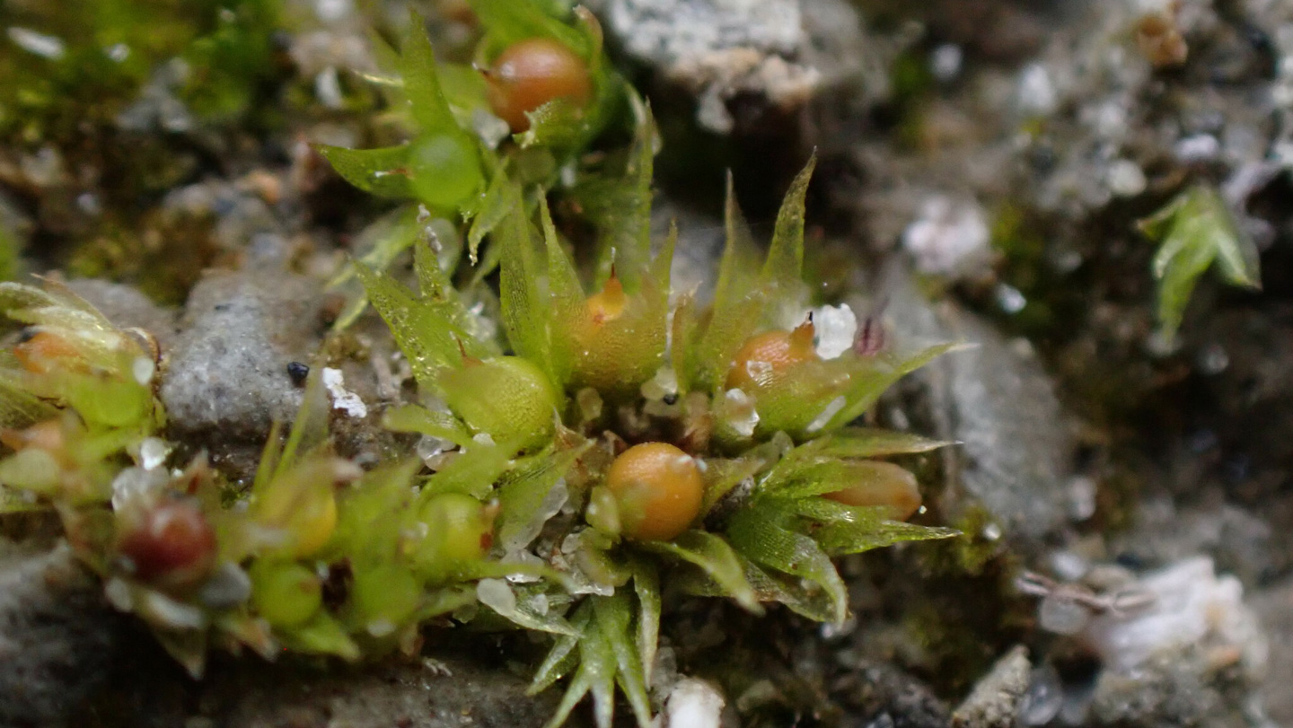 Moss spores survived in space for 9 months - Ideas and Discoveries