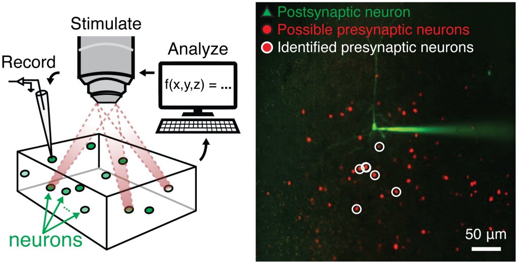 Holographic optogenetics could enable faster brain mapping for new ...