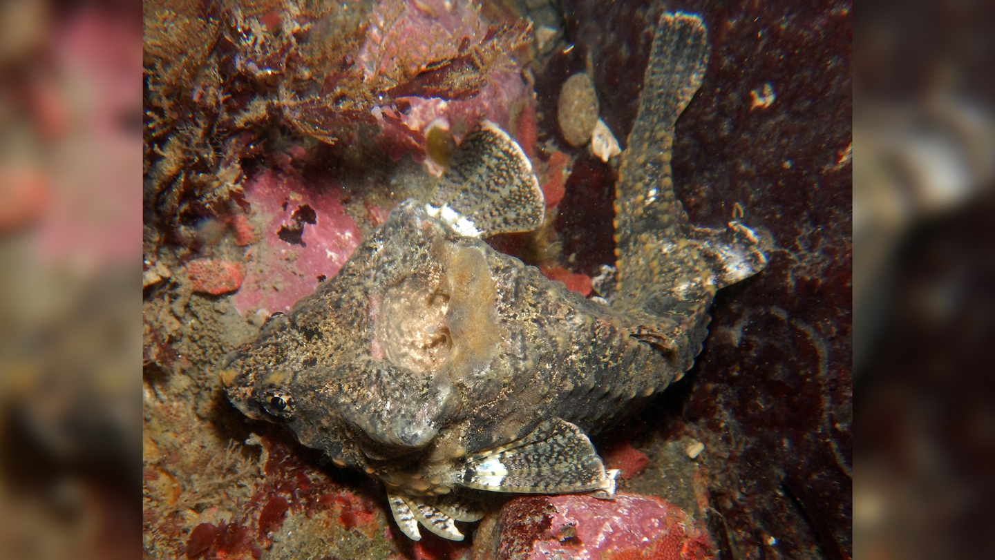 This fish may play a hole in its head like a drum - Ideas and Discoveries