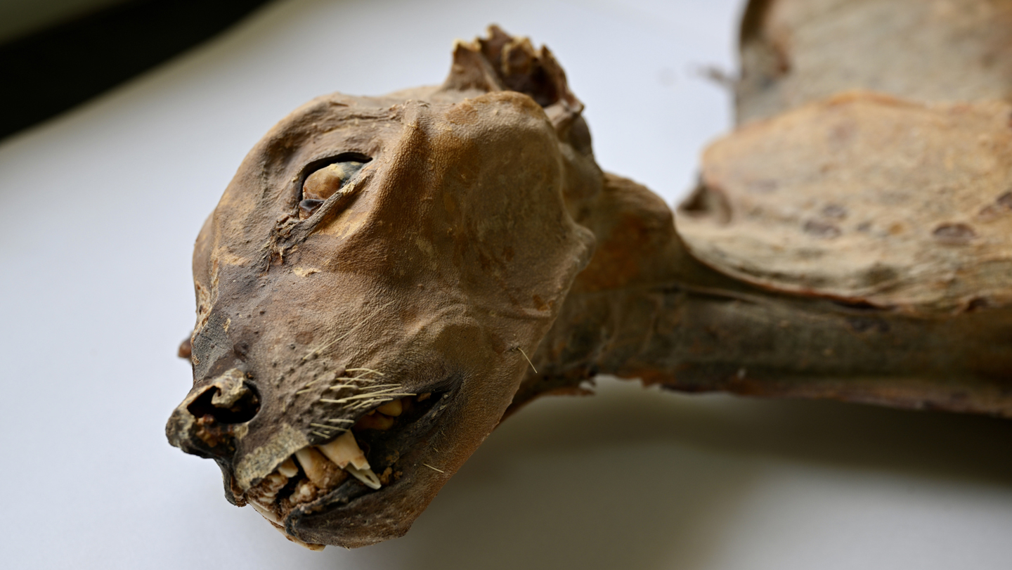 How cheetah mummies could help bring the species back to Arabia - Ideas ...